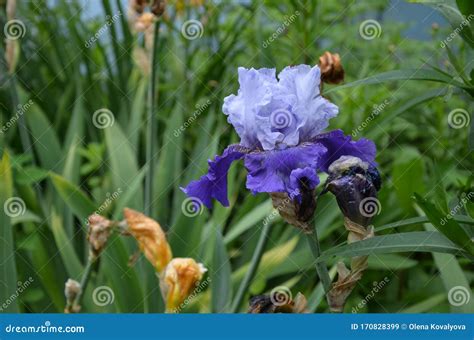 Iris Flower In Emerald Grass Stock Image Image Of Fleur Material