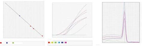 Standard Curve Amplification Plot And Melt Curve Of Sample 1