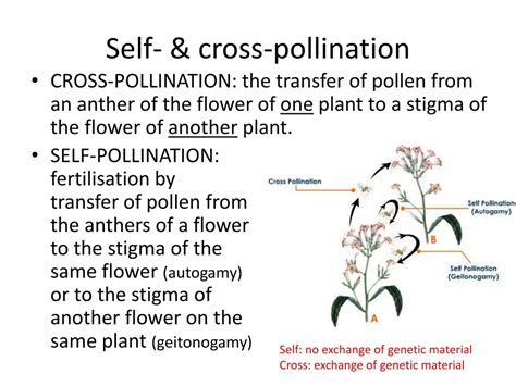 Differentiate Between Self Pollination And Cross Pollination