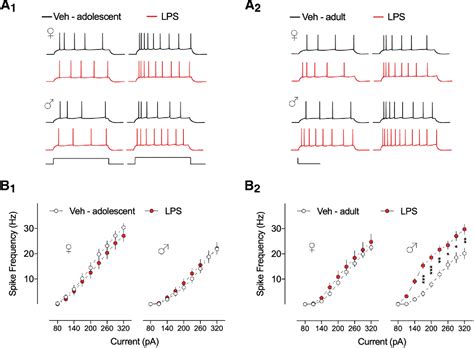 Figure 1 From Early Life Inflammation Increases Ca1 Pyramidal Neuron