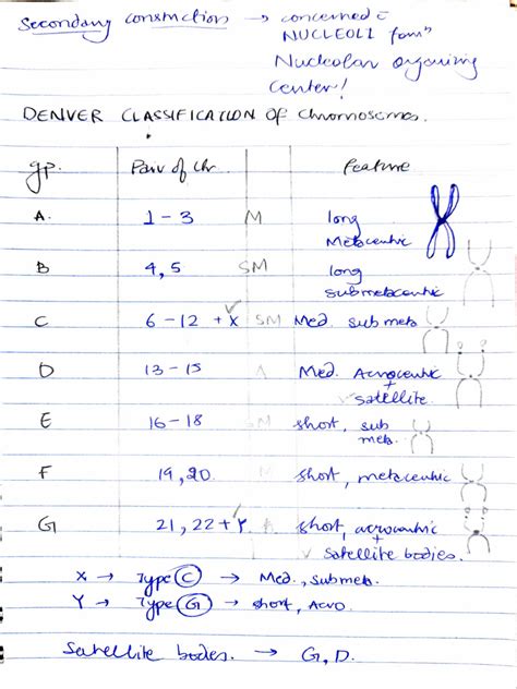 Denver Classification Of Chromosomes Pdf