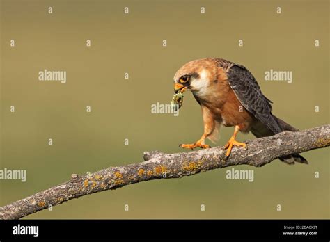 Western Red Footed Falcon Falco Vespertinus Female Perched On A Tree