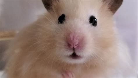 햄스터 초근접 먹방 Asmr Youtube