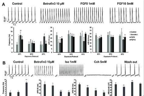 electrophysiological evaluation of beating ebs generated under