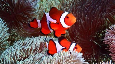 Is Nemo A Meanie Clownfish Stripes Predict Aggressiveness