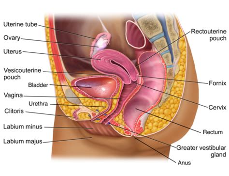 Anatomy Of The Female Vigina The Best Artificial Vagina