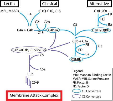 Reconstitution Of The Alternative Pathway Of The Complement System