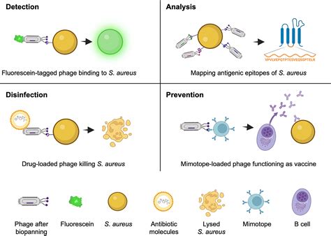 Phage Display For The Detection Analysis Disinfection And Prevention Of Staphylococcus Aureus