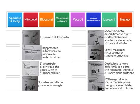 Schema Cellula Match Up