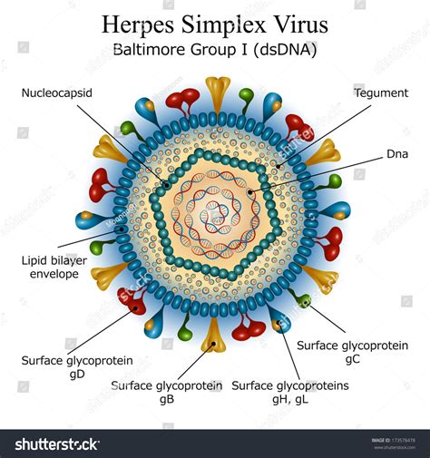 Diagram Herpes Simplex Virus Particle Structure Stock Vector 173578478 Shutterstock