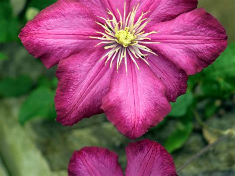 Осінній догляд за клематисами що зробити щоб наступного року вони цвіли пишніше і яскравіше