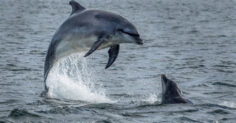 Bottlenose Dolphin Animal Facts Tursiops Truncatus A Z Animals