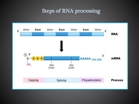 Rna Processing Pptx