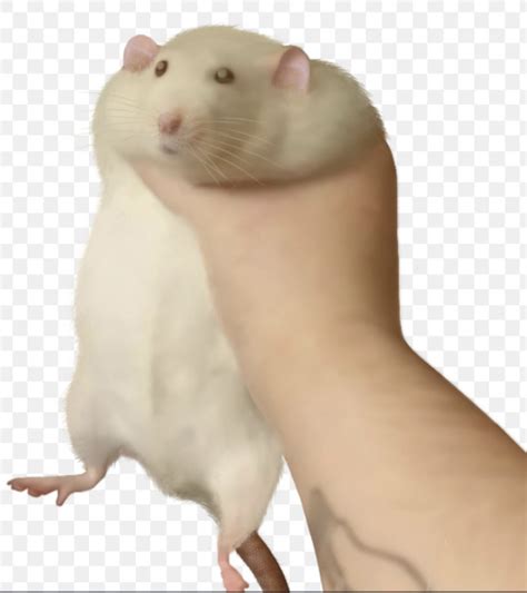 are there grammar errors on tumblr