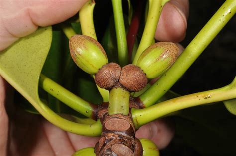 Rhizophora Apiculata Rhizophoraceae