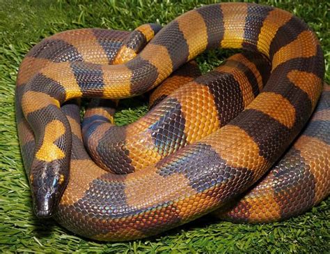20 Types Of Pythons Species Facts And Photos