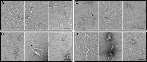 Humanin Variants Aggregate To Produce Different Fibril Morphologies