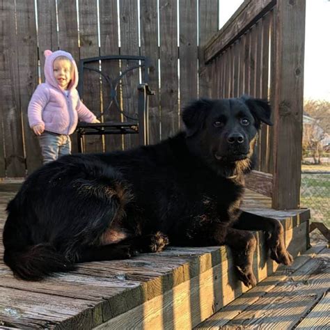 Black German Shepherd Chow Lab Mix Black German Shepherd Chow Lab Mix