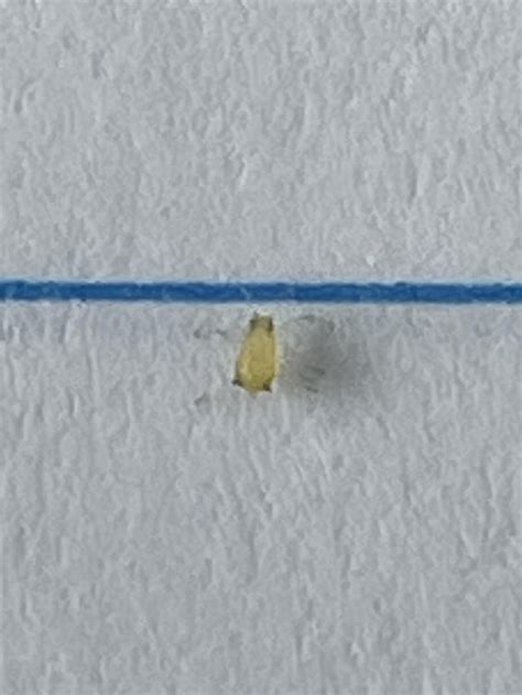What Is This Super Tiny Bug I Found In My Notebook Rbugidentification
