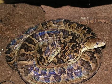Chilabothrus Angulifer Alchetron The Free Social Encyclopedia