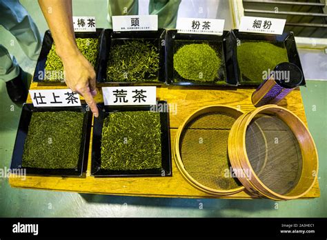 Different Qualities Of Tea Sencha Is Well Recognizable By The Needle