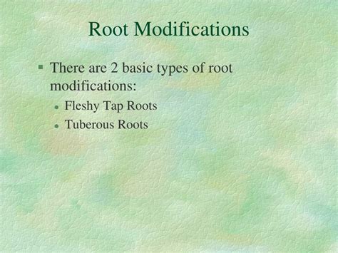 Ppt Stem And Root Modifications Powerpoint Presentation Free Download Id 1313534