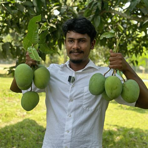 নায্য মূল্যে বাগান ফ্রেশ হিমসাগর আম কিনুন আগে আম পরে টাকা হিমসাগর আম প্রতি কেজি ১২১ টাকা