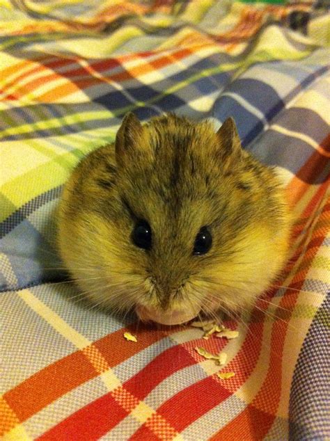 Cute Robo Hamster Eating Pumpkin Seeds
