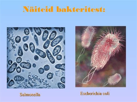 Bakterid