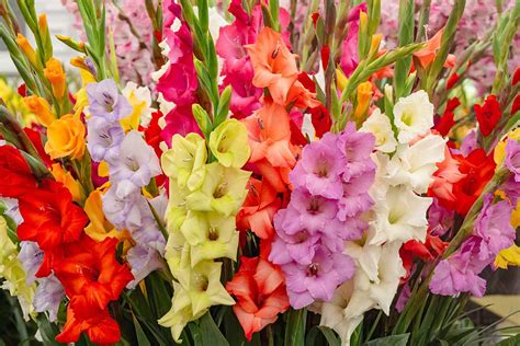 Red Gladiolus Flower Gladiolus Single Variety Flowers Wonderland