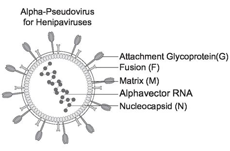 Nipah Pseudoviral Neutralization Assay Kit Virongy