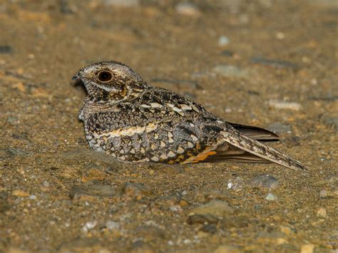 Square Tailed Nightjar Caprimulgus Fossii Birds Of The World