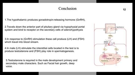 Male Sex Hormones Biosynthesisfunctions Pptx