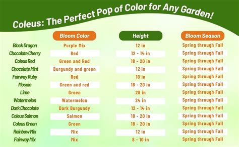 Coleus Flower Seed Coleus Chocolate Mint Seeds