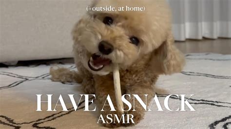 강아지 먹방 5 Asmr 강아지먹방 Youtube