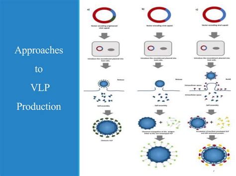 Virus Like Particle As Vaccines Pptx