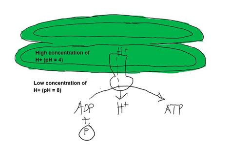 The Following Diagram Represents An Experiment With Isolated Quizlet