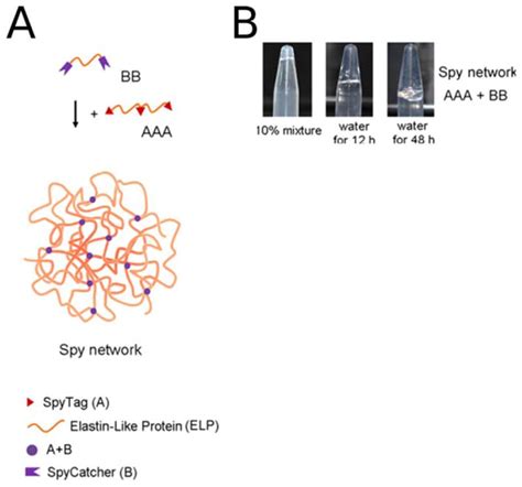 Protein Design Past Present And Future PMC