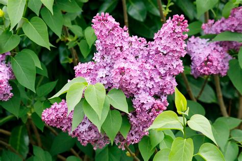 Lilac Bush vs. Lilac Tree: Key Differences | Family Handyman