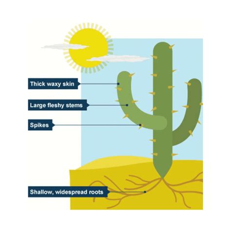 How Do Desert Plants Take Up Co2 And Perform Photosynthesis At Helen
