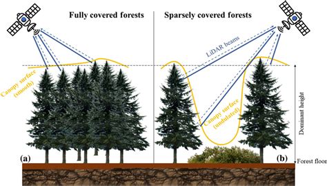 illustration of typical canopy structures for a fully and b sparsely