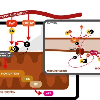 The Carnitine Shuttle After Transportation Into The Cell By Fa