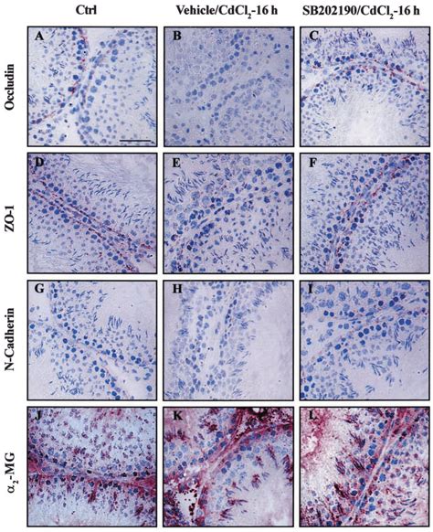 Immunohistochemical Localization Of Occludin Zo 1 Ncadherin And α2 Mg Download Scientific