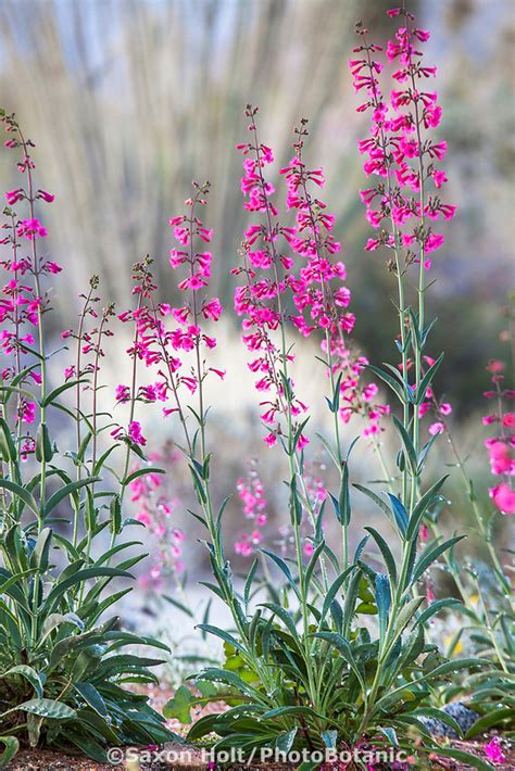 Penstemon Parryi