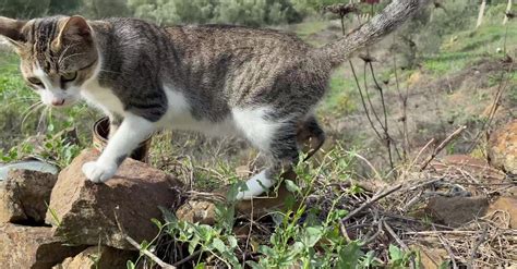 호기심 많은 고양이가 자연 경관을 탐험하다 · 무료 스톡 동영상