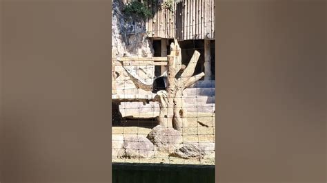 반달곰이 뭘 먹는다 Youtube