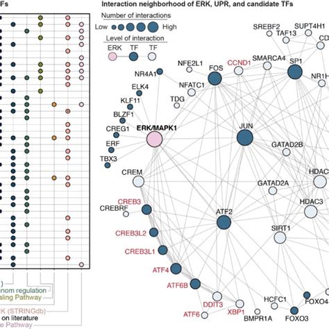 Candidate Transcription Factors Tfs Underlying Vg Regulation A
