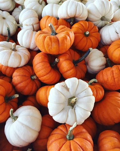 Aesthetic Pumpkin Wallpapers Top Free Aesthetic Pumpkin Backgrounds