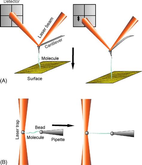 Figure 1 From Single Molecule Force Spectroscopy On Ligand Dna Complexes From Molecular Binding