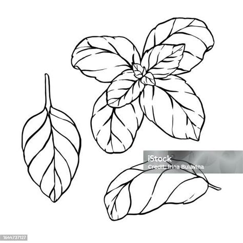 손으로 그린 스케치 흑백 바질 잎사귀 벡터 그림입니다 그래픽 스타일 레이블 스티커 메뉴 패키지의 요소 새겨진 스타일 일러스트레이션 개체 그룹에 대한 스톡 벡터 아트 및 기타